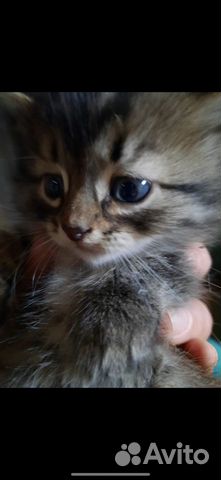 Котята мальчики