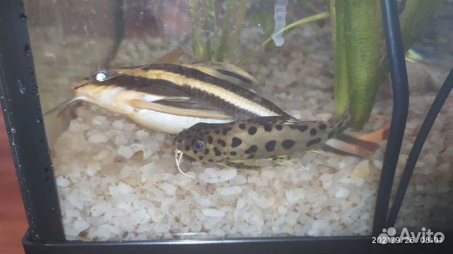 Сом пятнистый 2шт