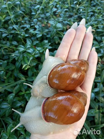 Мегалобулимус (мегас)