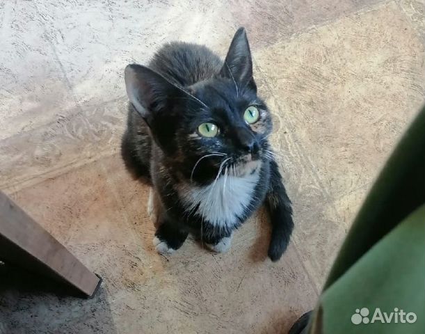 Кошка