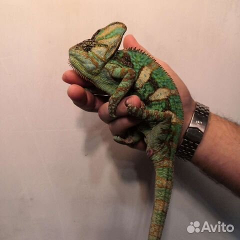 Хамелеон 1,5 года