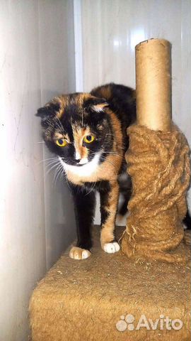 Вислоушка Челси