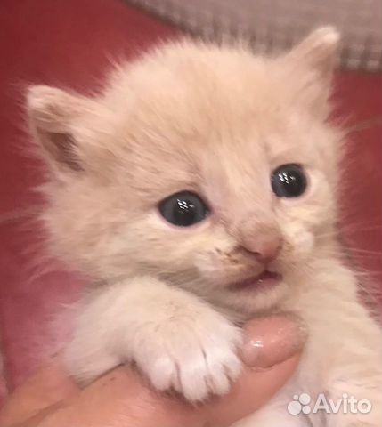 Солнышко в дом