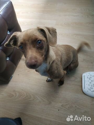 Маленькая Шоколадка (собака) в добрые