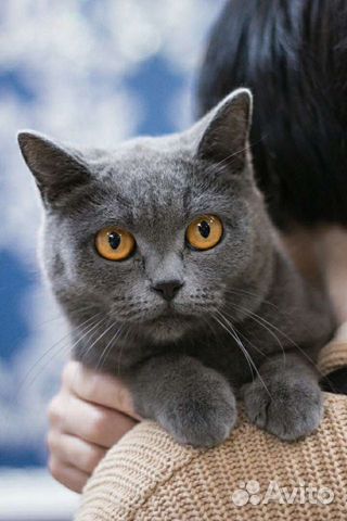Британская красотка ищет дом