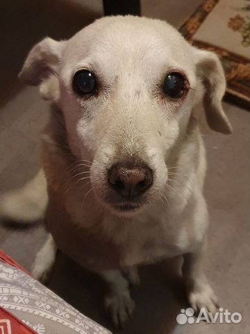 Собачка Тобико ищет дом