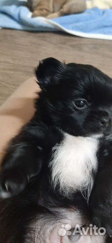 Щенки собачки маленькие