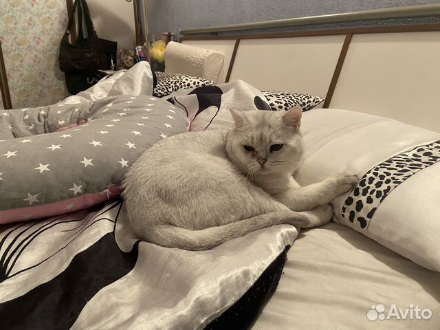 Кот Чарли
