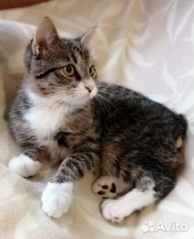 Котёнок в добрые руки