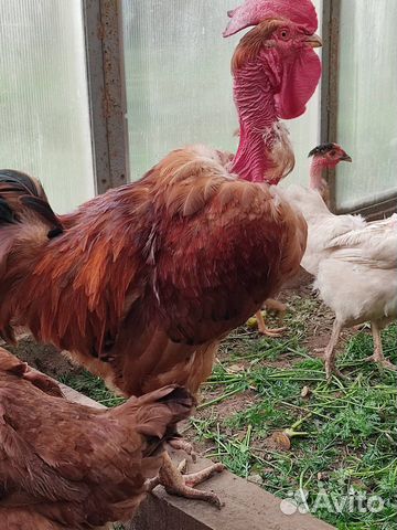 Петух молодой