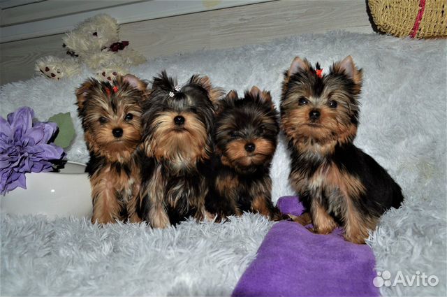 Щенки йоркширского. Терьера. 35000