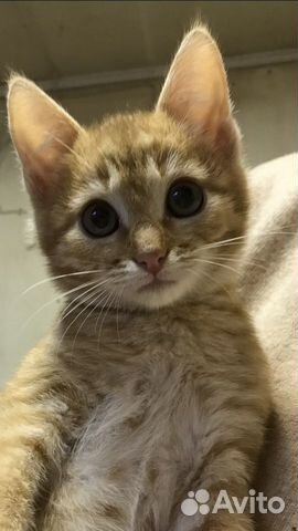 Котёнок рыжий (мальчик 7 недель)