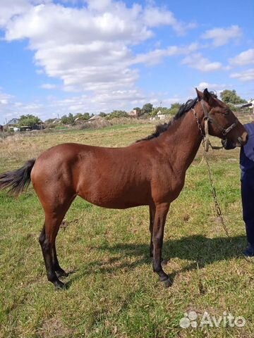 Продам кабылку молодая 1,3 года