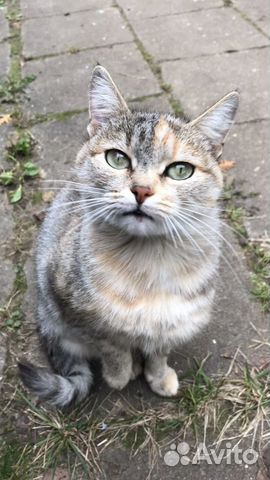 Кошечка (2,5 года )