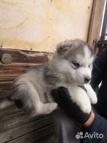 Аляскинский маламут