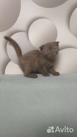 Шоколадная красавица