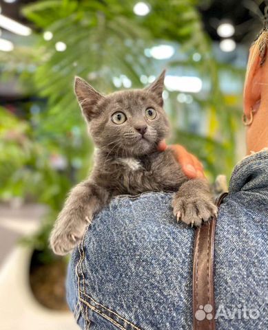 Котенок (мальчик) 2,5 мес