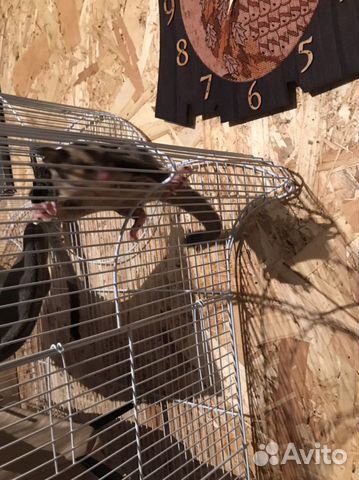 Белка летяга