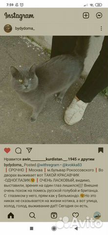 Метис британца и русской голубой