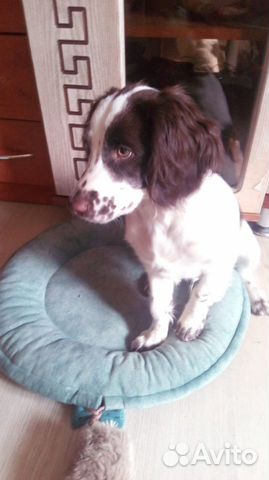 Продам кокер спаниеля