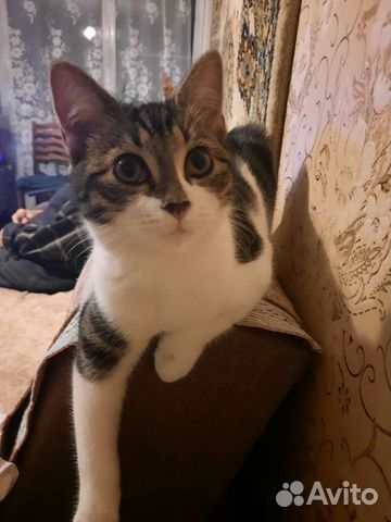 Кошка