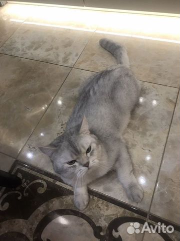 Животные вязка