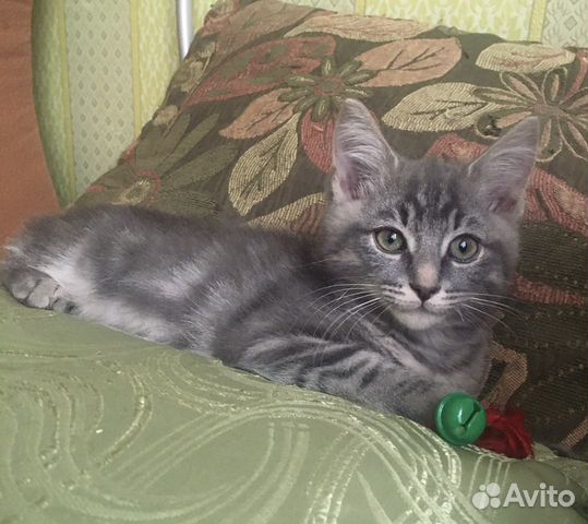 Котёнок Сеня