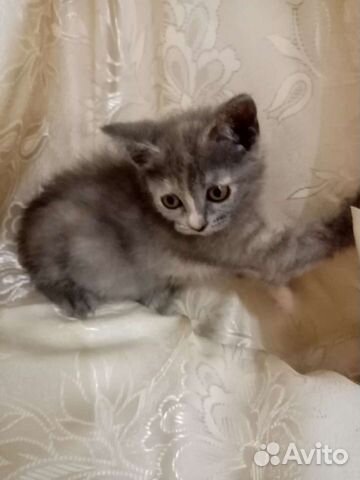 Кошки в добрые руки бесплатно