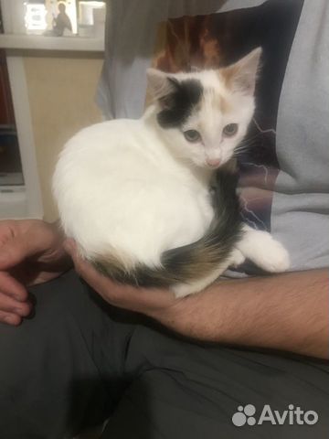 Подарим котенка европейской