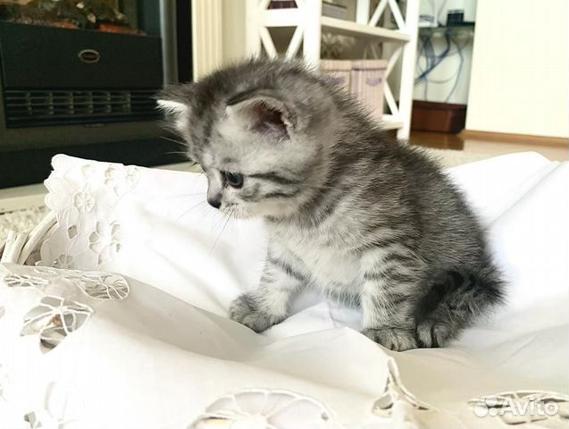 Шотландские котята
