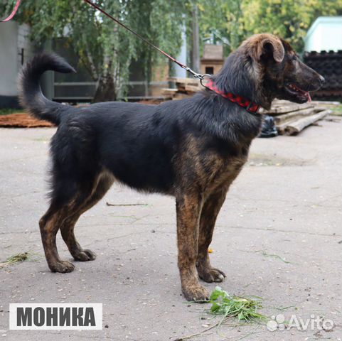 Щенок Моника