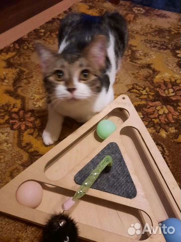 Котята в добрые руки бесплатно