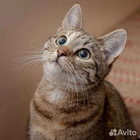 Кошка в дар