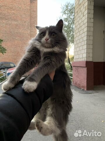 Кошка шотландская