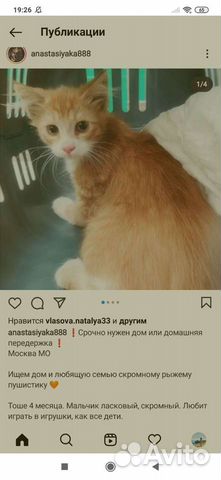 Рыжий котенок