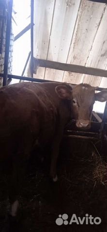 Бычки и телка