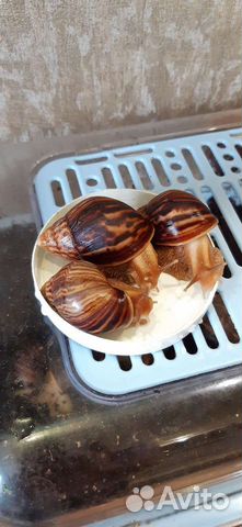Улитки ахатины