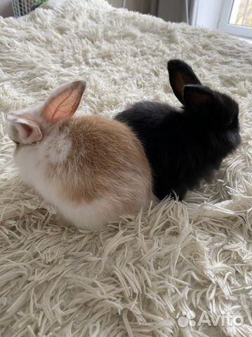 Веслоухие декоративные кролики