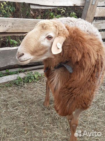 Баран на племя