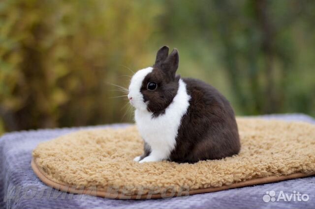 Кролик мальчик супер мини