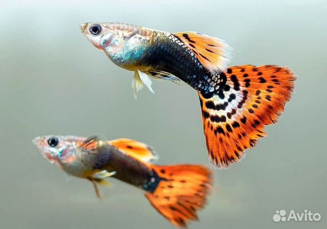 Аквариумные рыбки Гуппи