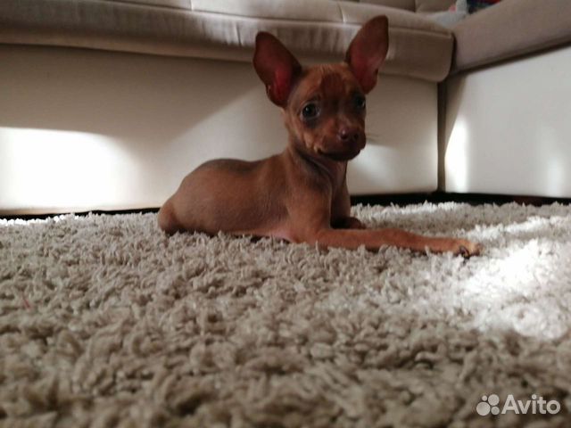 Щеночек той-терьера