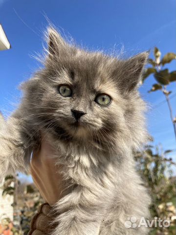 Котёнок