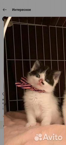 Котята в добрые руки