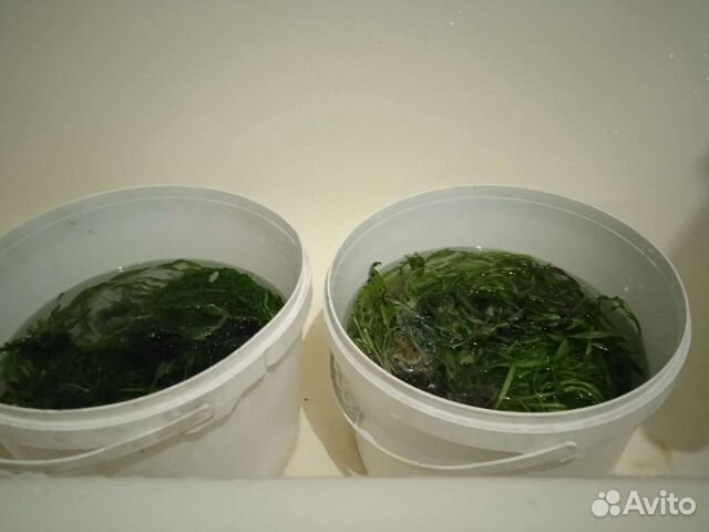 Валинснерия спиралевидная