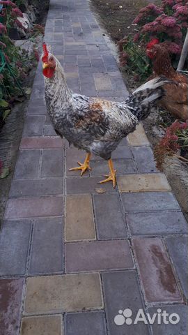 Петух Легбар 14.06.21