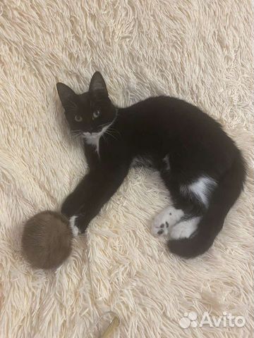 Котенок Пушинка