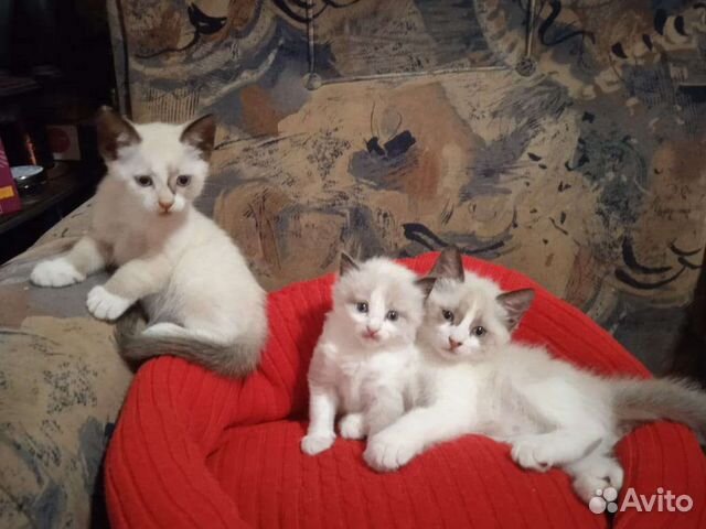 Тайцы не чистокровные