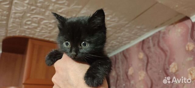 Шотланский котенок помесь