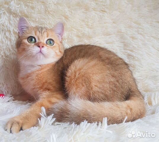 Прекрасный золотой плюшевый котик